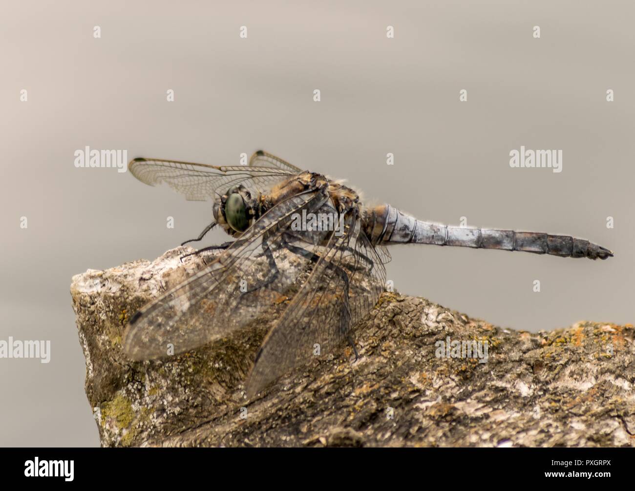 Water dragon on log hi-res stock photography and images - Alamy