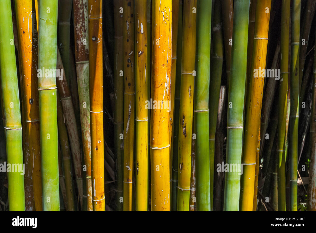 Spring garden festival in North Florida--Giant Timber Bamboo growing in ...