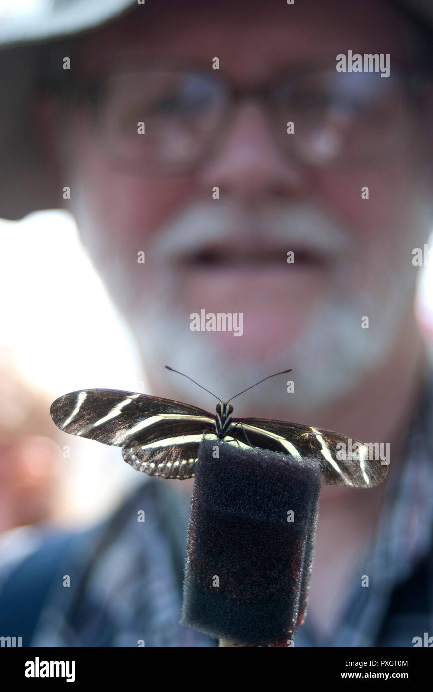 Butterfly habitat at a spring garden festival in North Florida--Zebra ...