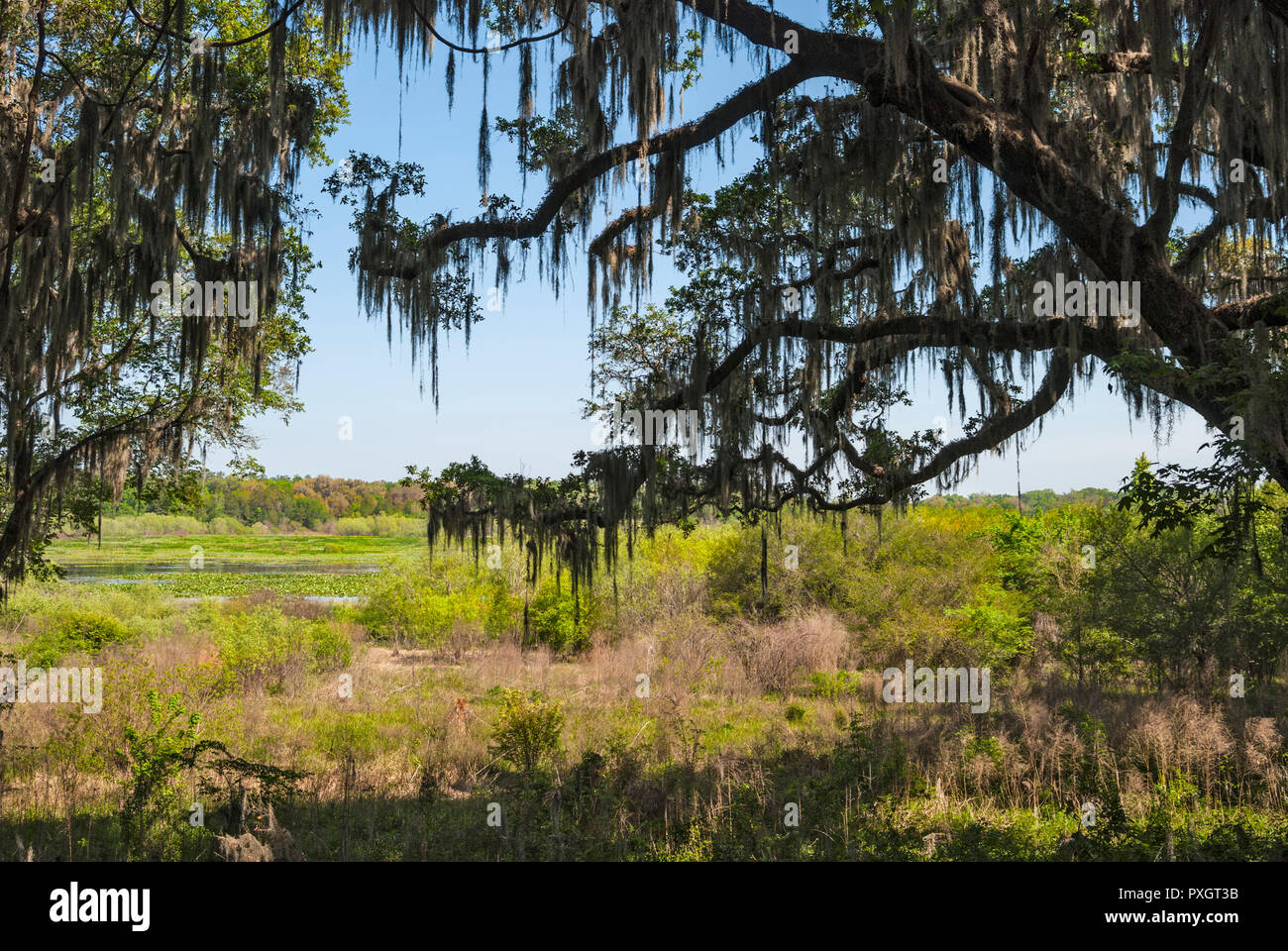 Live oak trees hi-res stock photography and images - Alamy