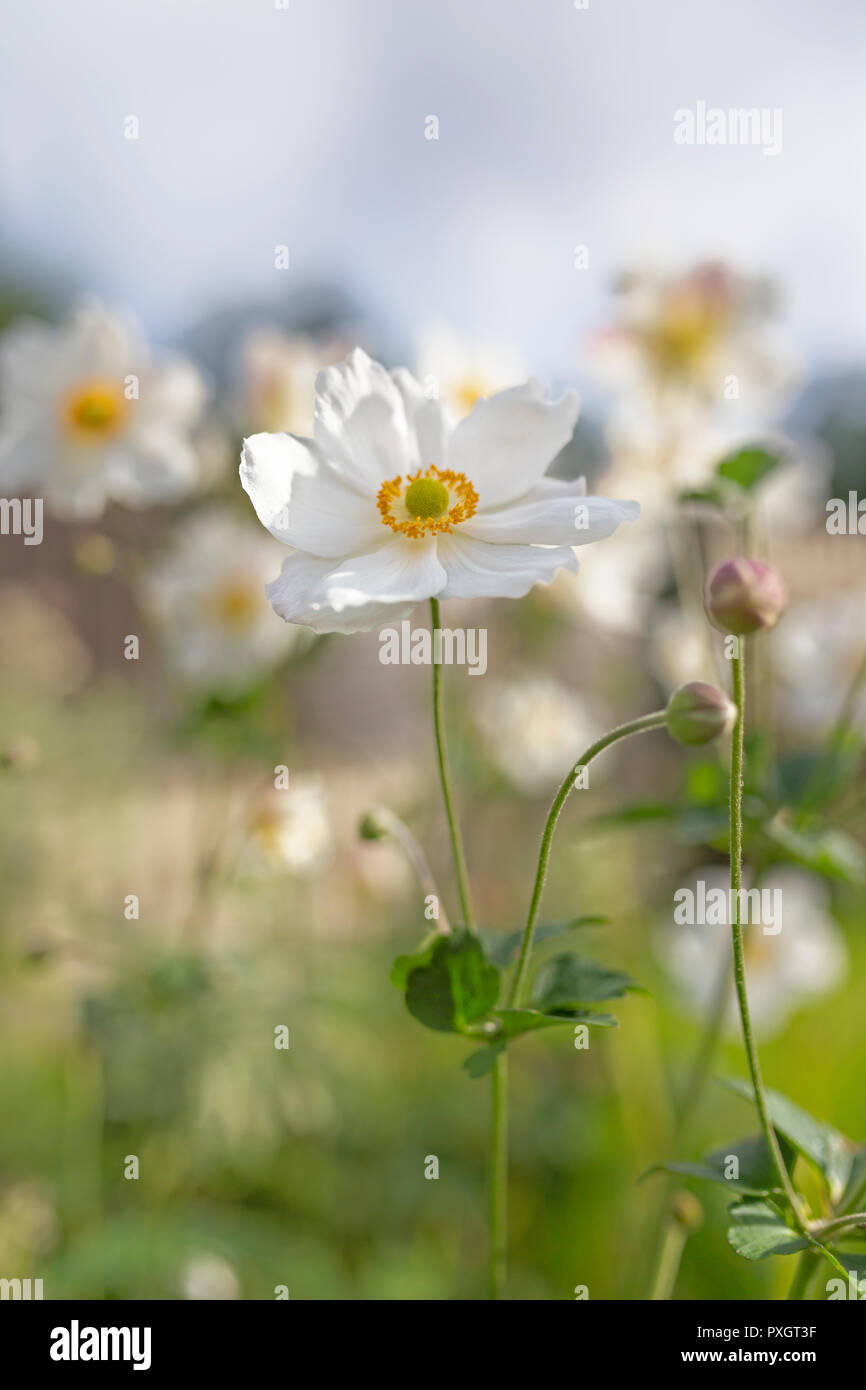 Japanese in wales hi-res stock photography and images - Alamy