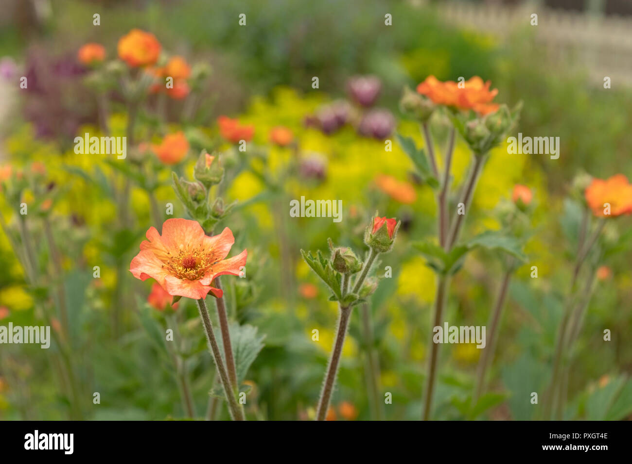 Orange geum hi-res stock photography and images - Alamy