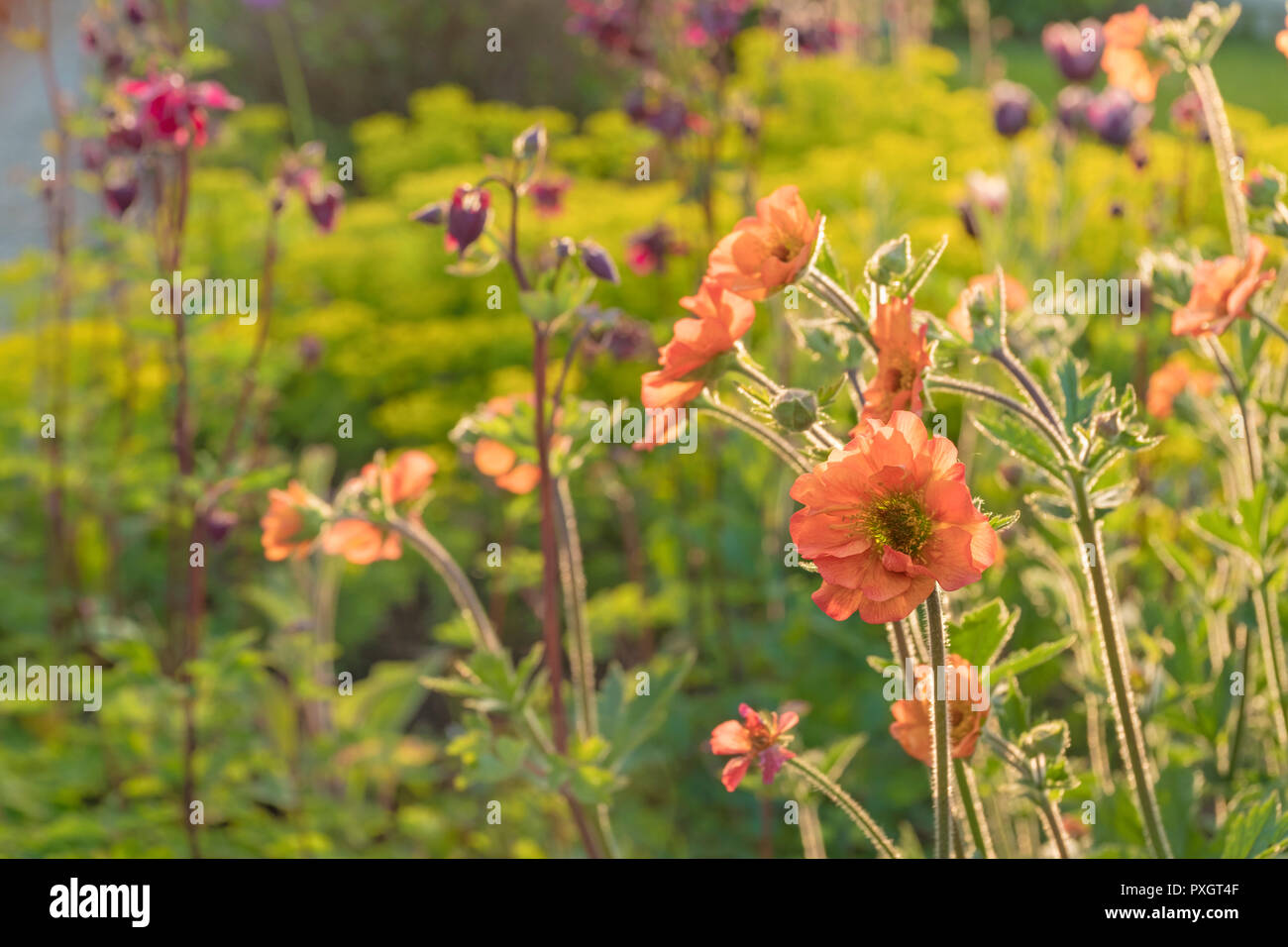 Orange geum hi-res stock photography and images - Alamy