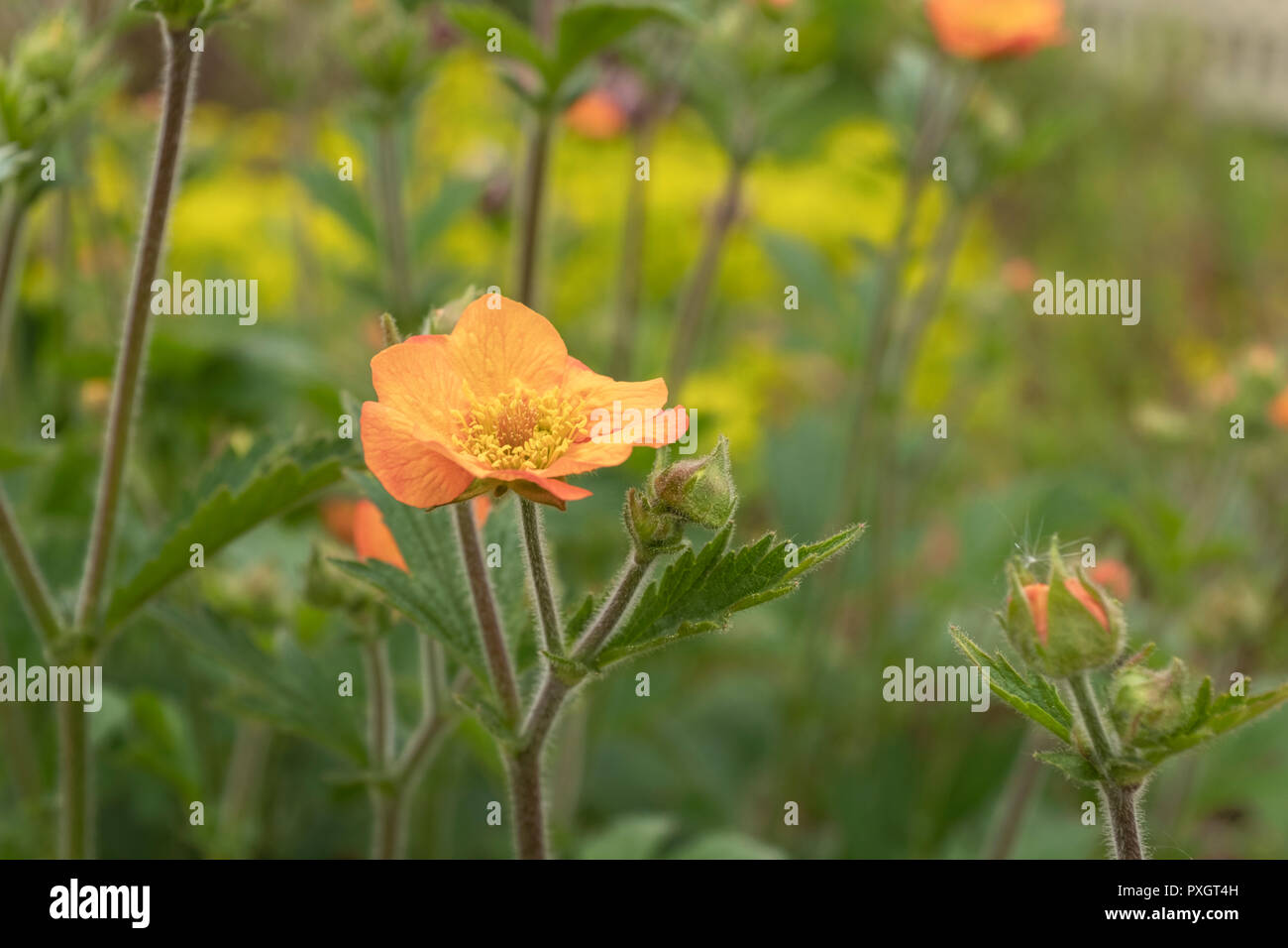 Orange geum hi-res stock photography and images - Alamy