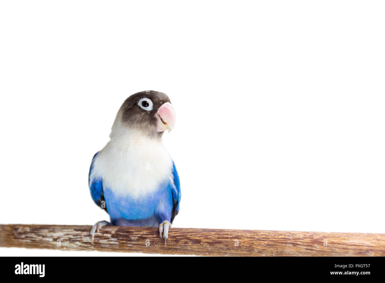 Blue Masked Lovebird sitting on the perch on white background Stock ...