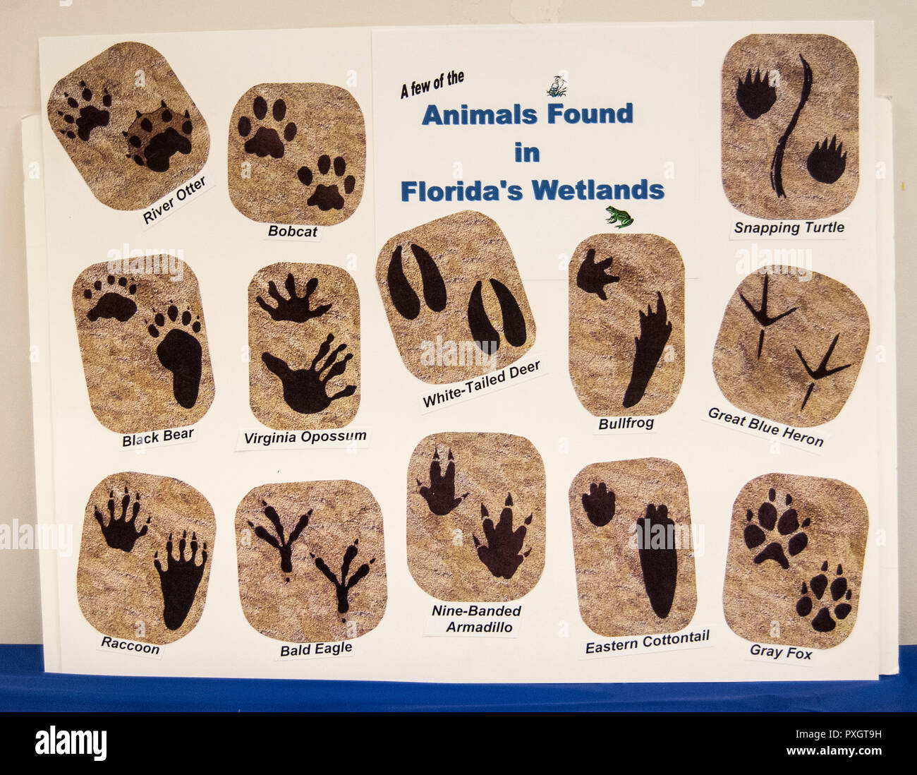 Animals footprints hi-res stock photography and images - Alamy