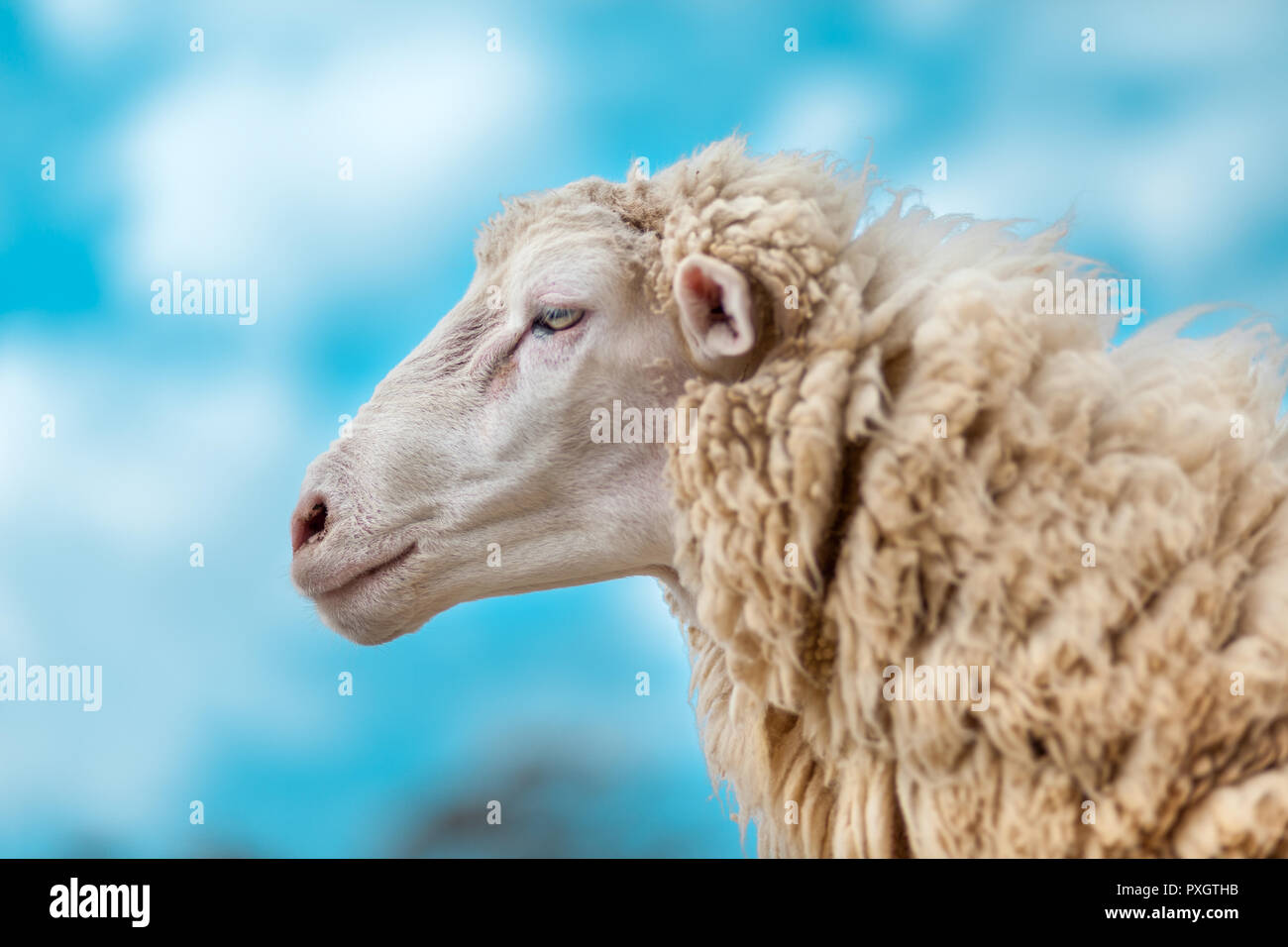 alone sheep in a farm with nice sky background Stock Photo - Alamy