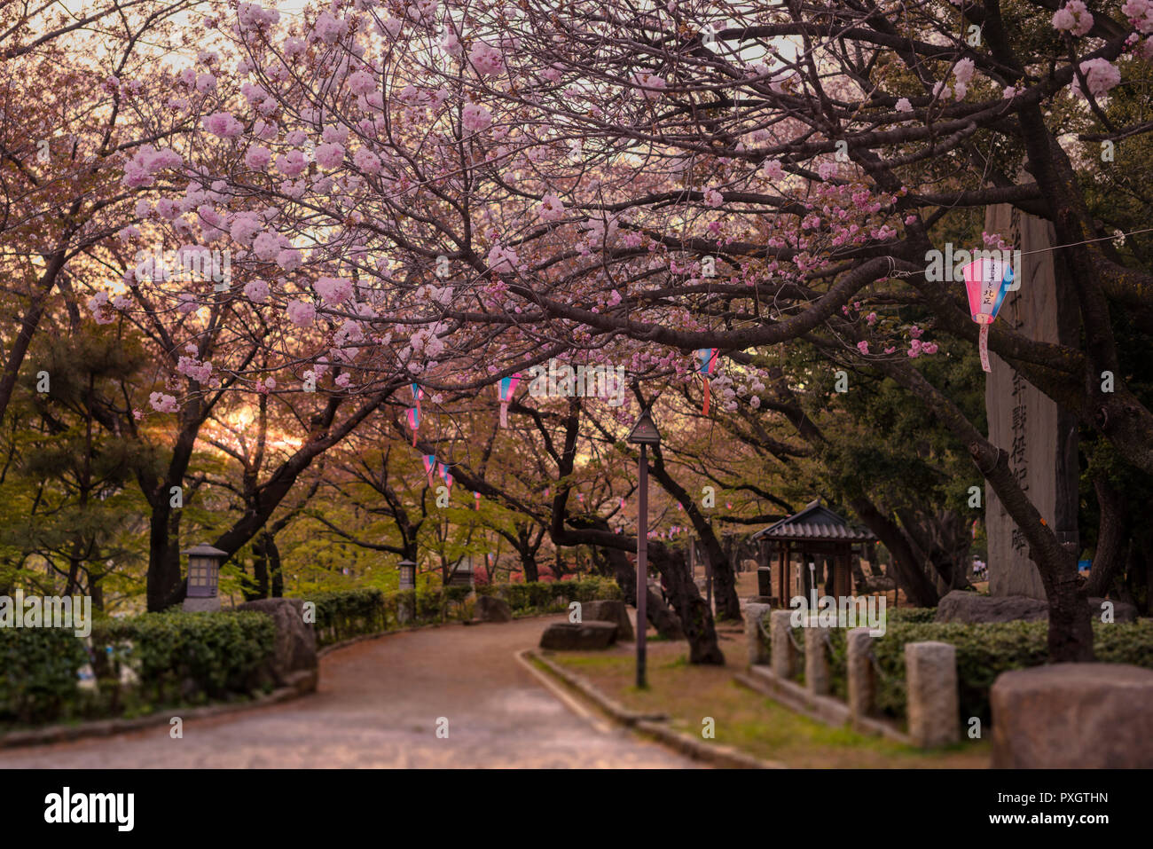 Beautiful hanami party in sunset with the pink cherry blossom of ...