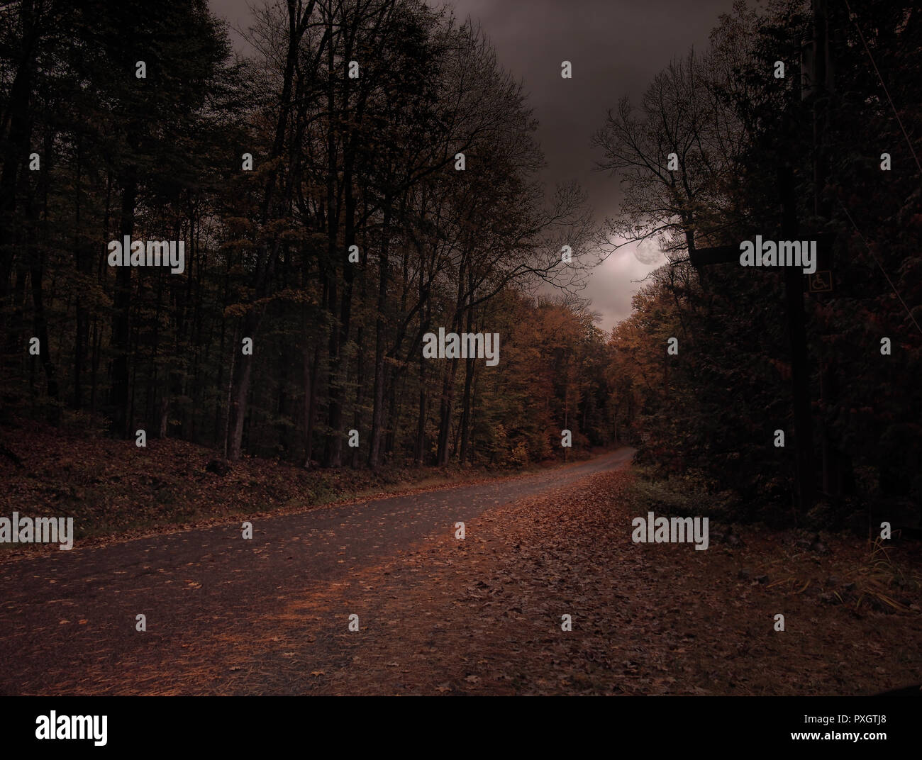 road through a forest at night Stock Photo - Alamy