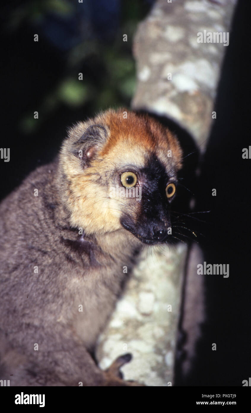 Southern madagascar lemur red fronted wild animal hi-res stock ...