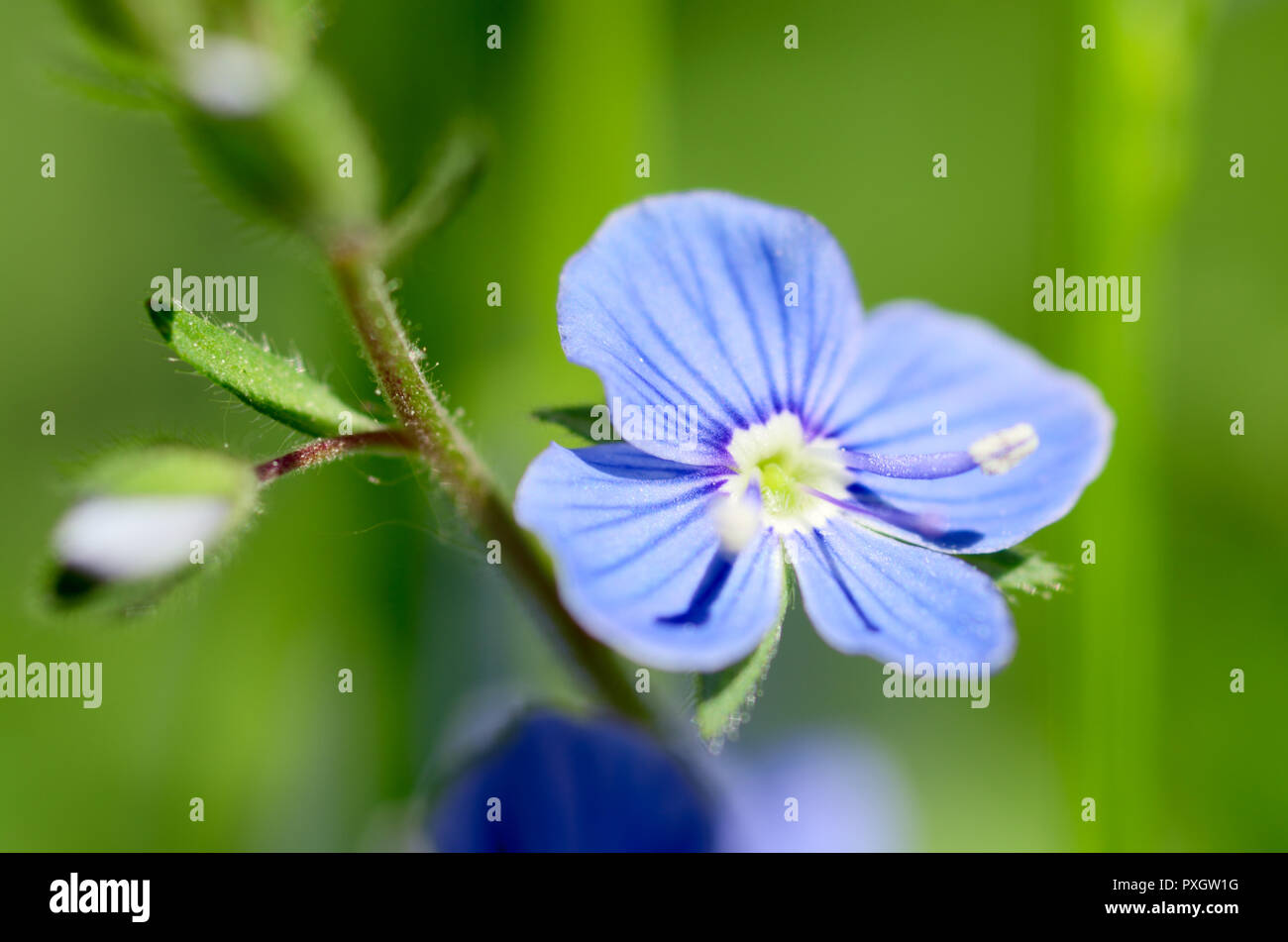 Veronica chamaedrys.Field flower blue.Grows in summer in fields and ...