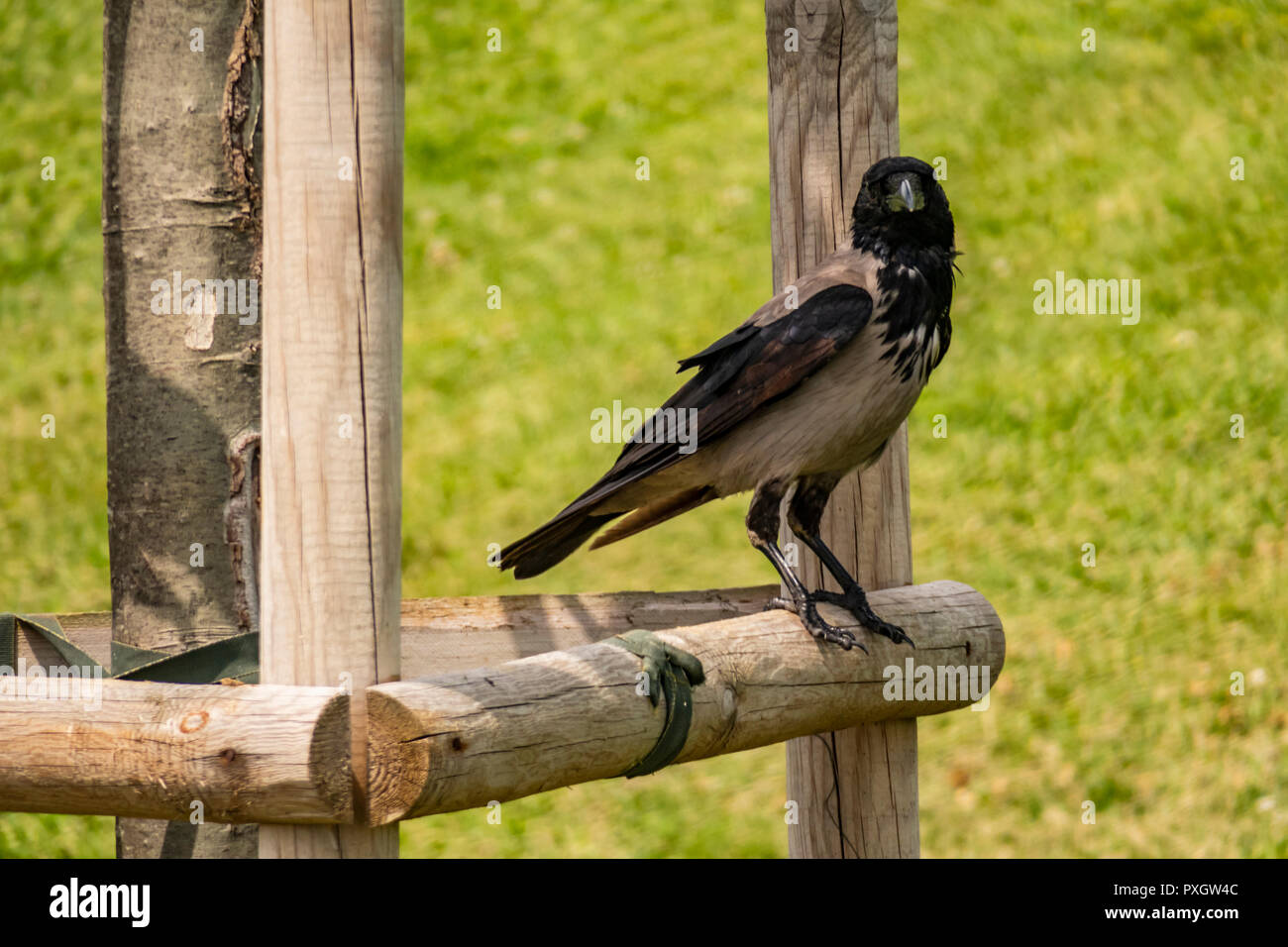 Crows with character hi-res stock photography and images - Alamy