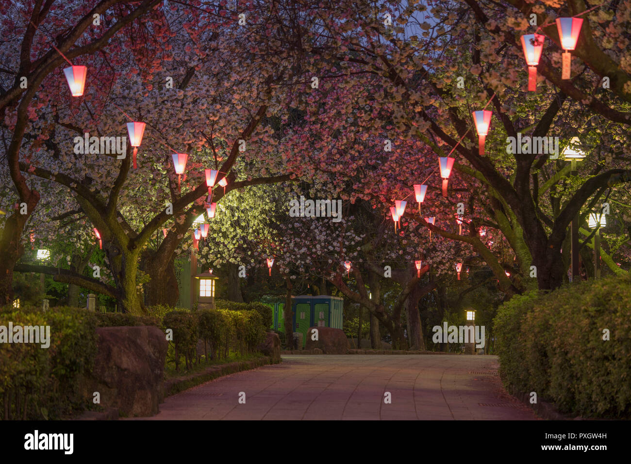 Beautiful hanami party in night lanterns illuminations with the pink ...