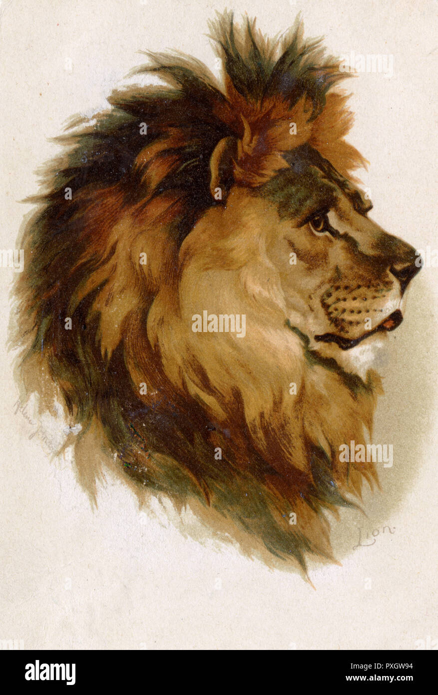 MALE LION'S HEAD Stock Photo - Alamy