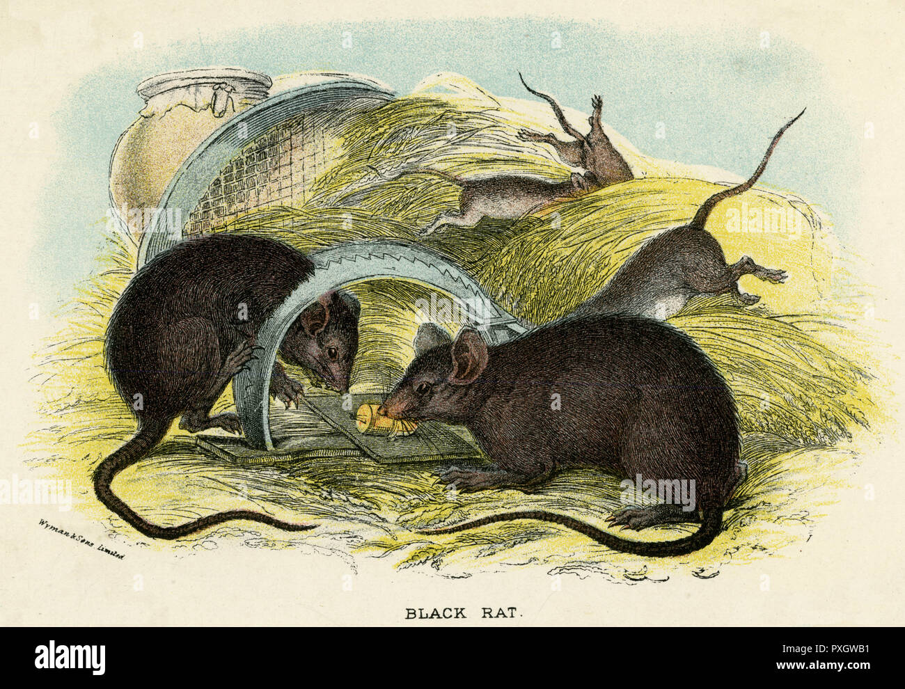 RATS & TRAP C1840 Stock Photo - Alamy