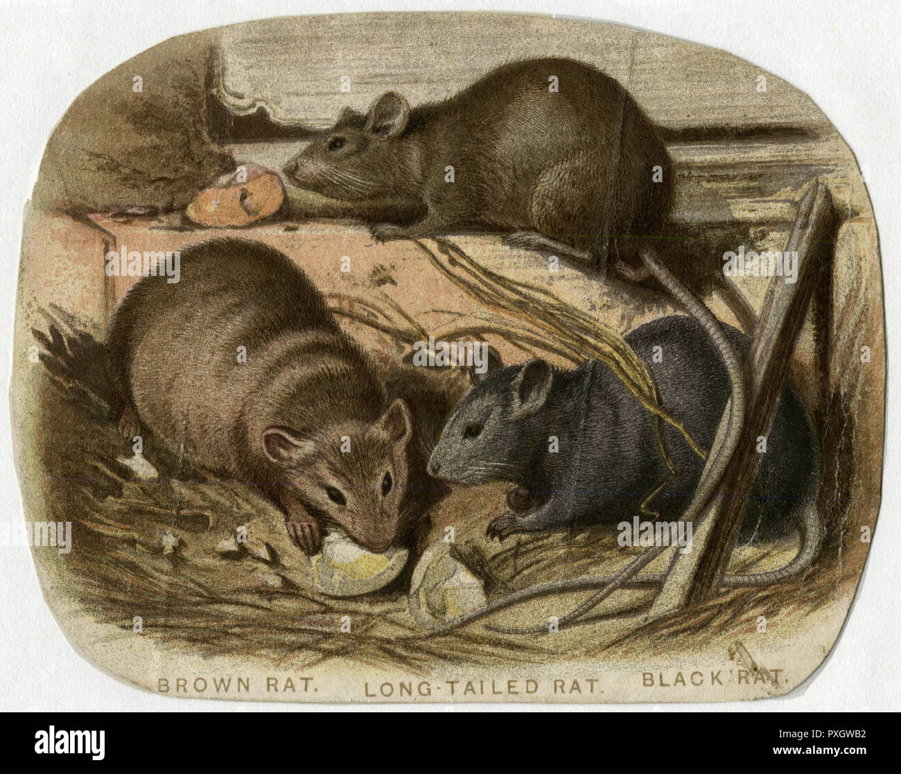 3 RATS NIBBLING 19C Stock Photo - Alamy