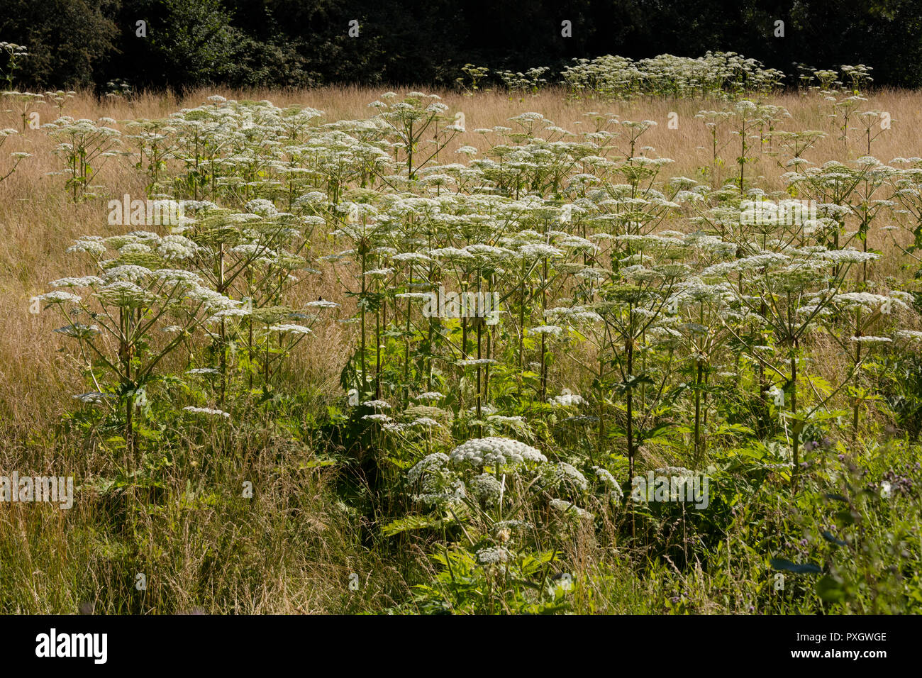 Heracleum giganteum hi-res stock photography and images - Alamy
