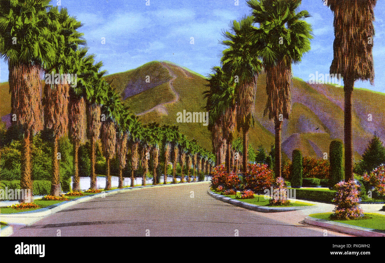 Pasadena palm trees High Resolution Stock Photography and Images - Alamy