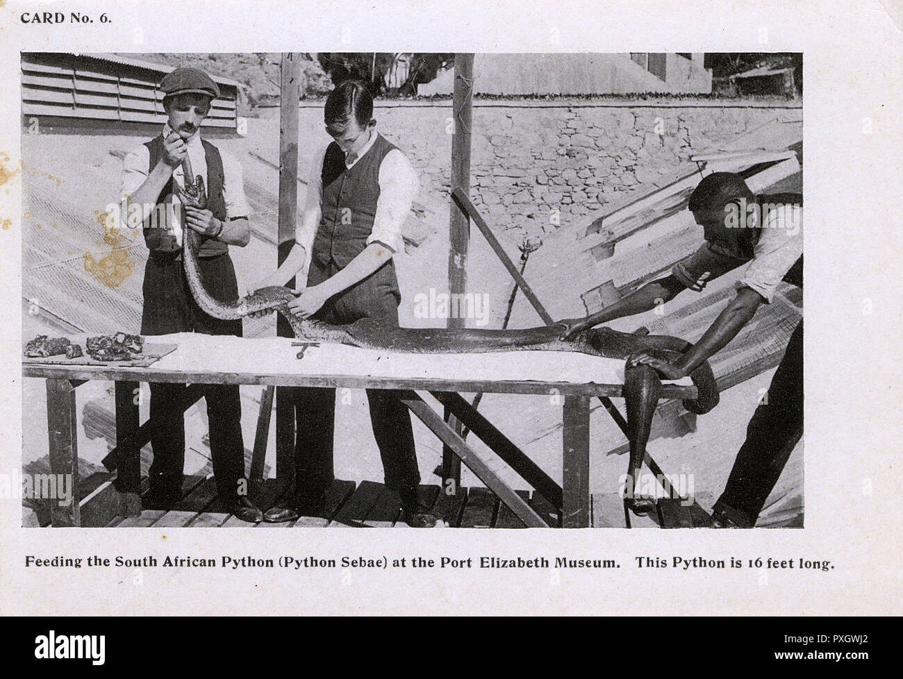 Feeding the Python - Port Elizabeth Museum - South Africa Stock Photo ...