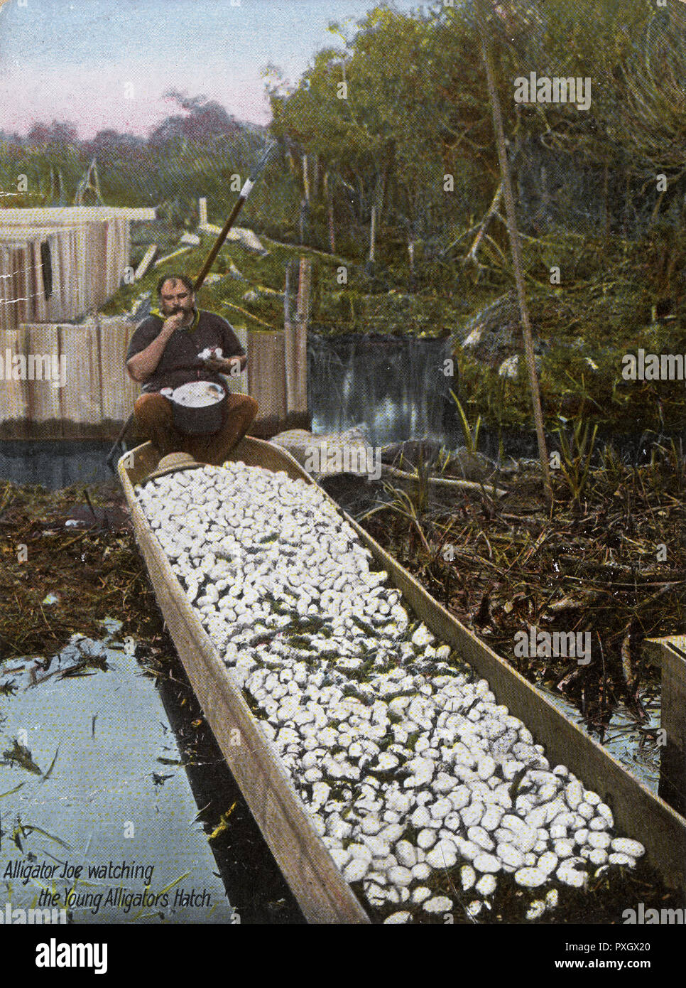 Alligator Joe watching young Alligators hatch from their egg Stock ...