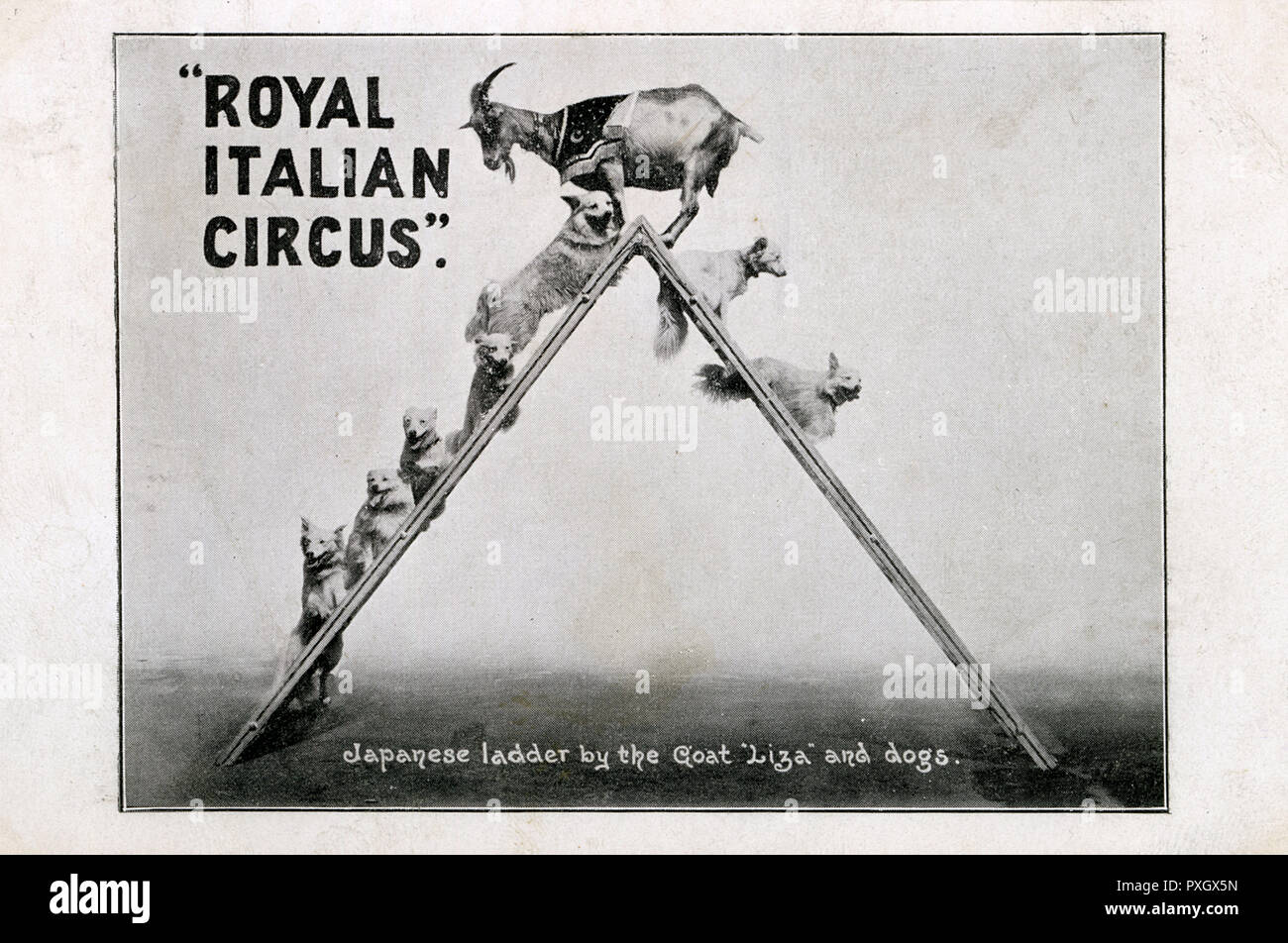 "Royal Italian Circus" - Performing Goat 'Liza' and dogs climbing up a ...