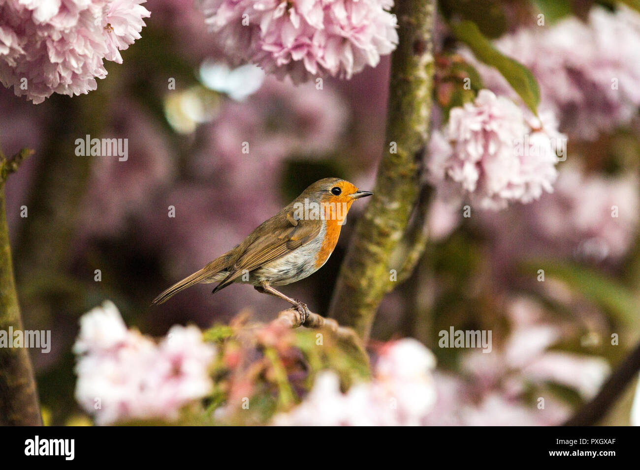 Robin in Cherry Blossom Stock Photo - Alamy
