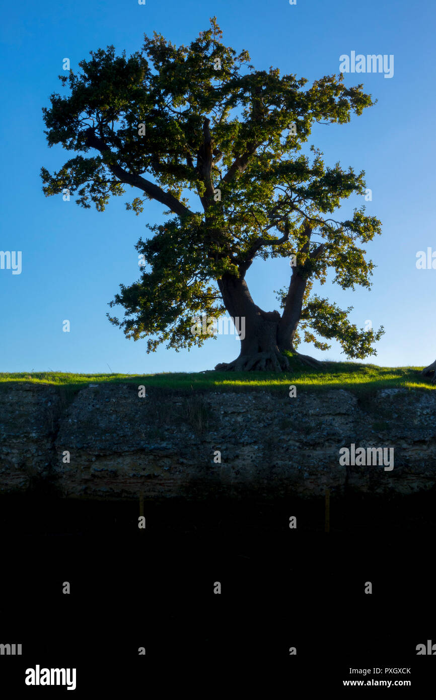 Ancient oak tree Stock Photo - Alamy