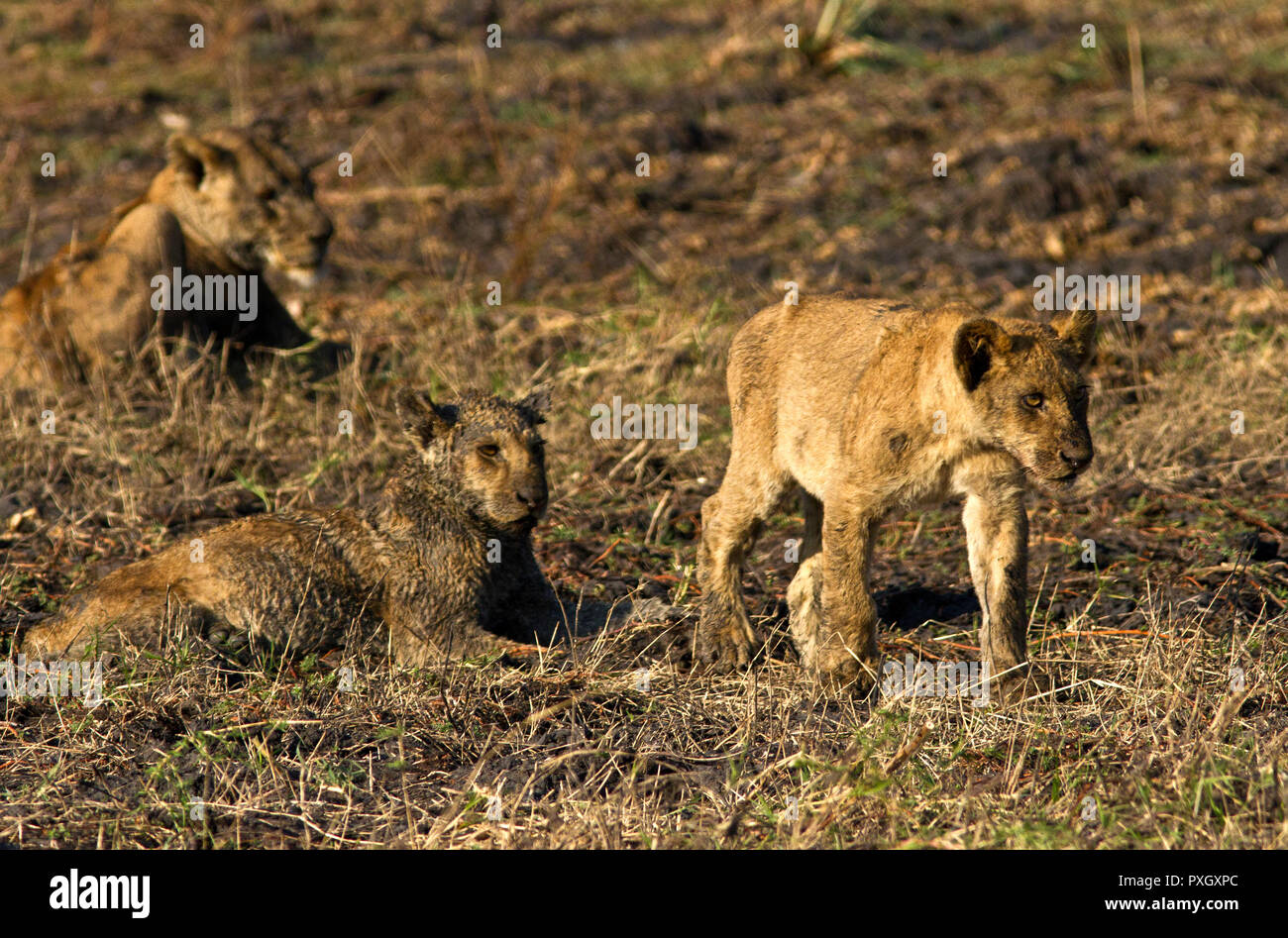 Cubs from the Katuma Pride return to the carcass of a buffalo kill ...