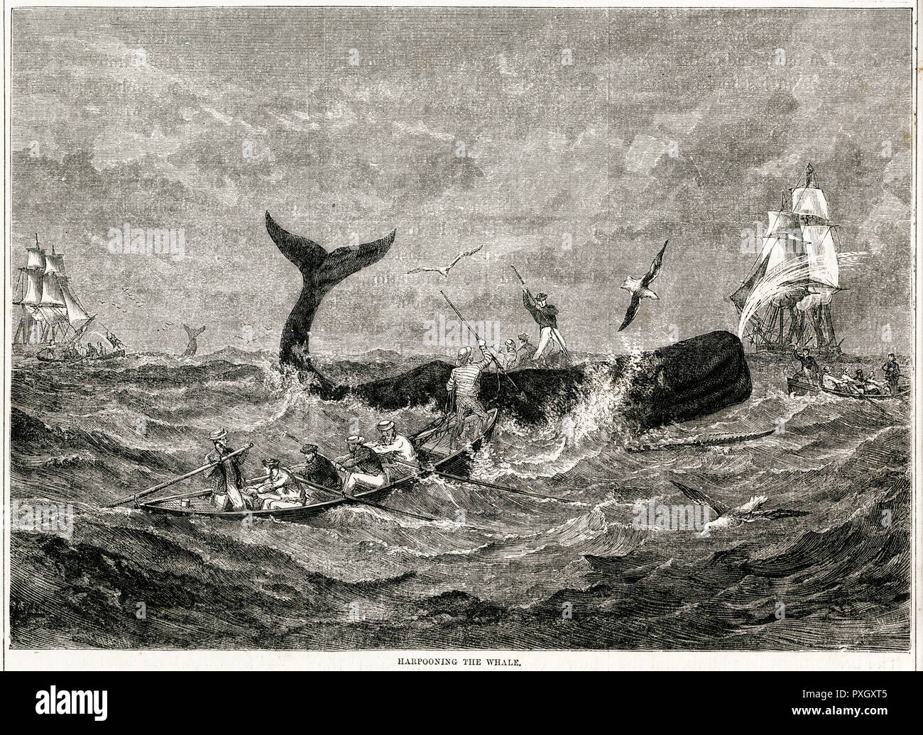 Harpooning the whale Stock Photo - Alamy