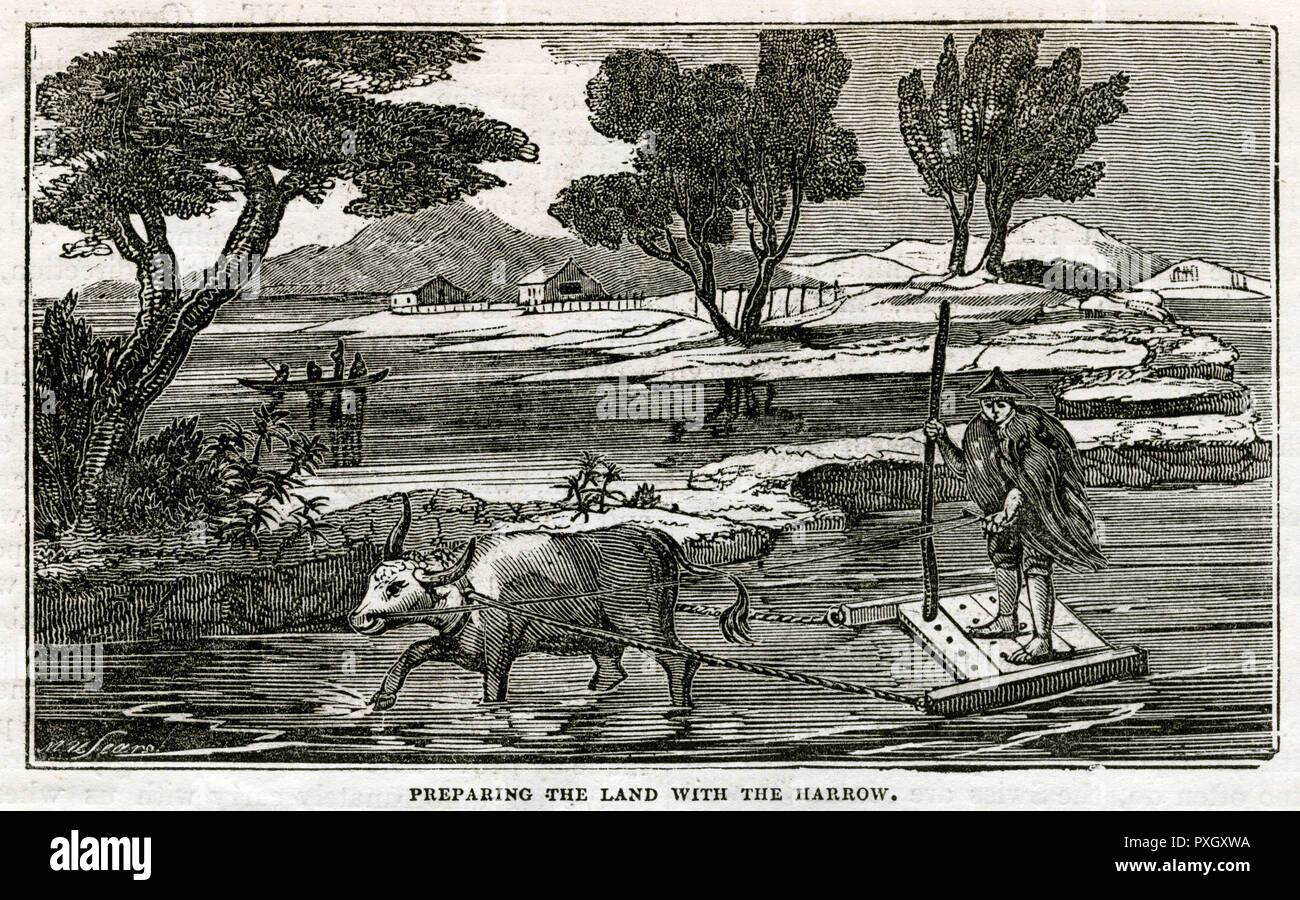 Rice Plant - preparing land with harrow Stock Photo - Alamy