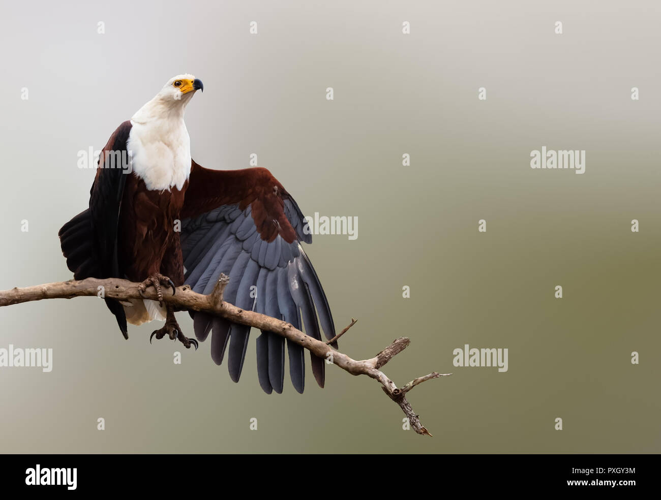 Eagle stretching its claws hi-res stock photography and images - Alamy