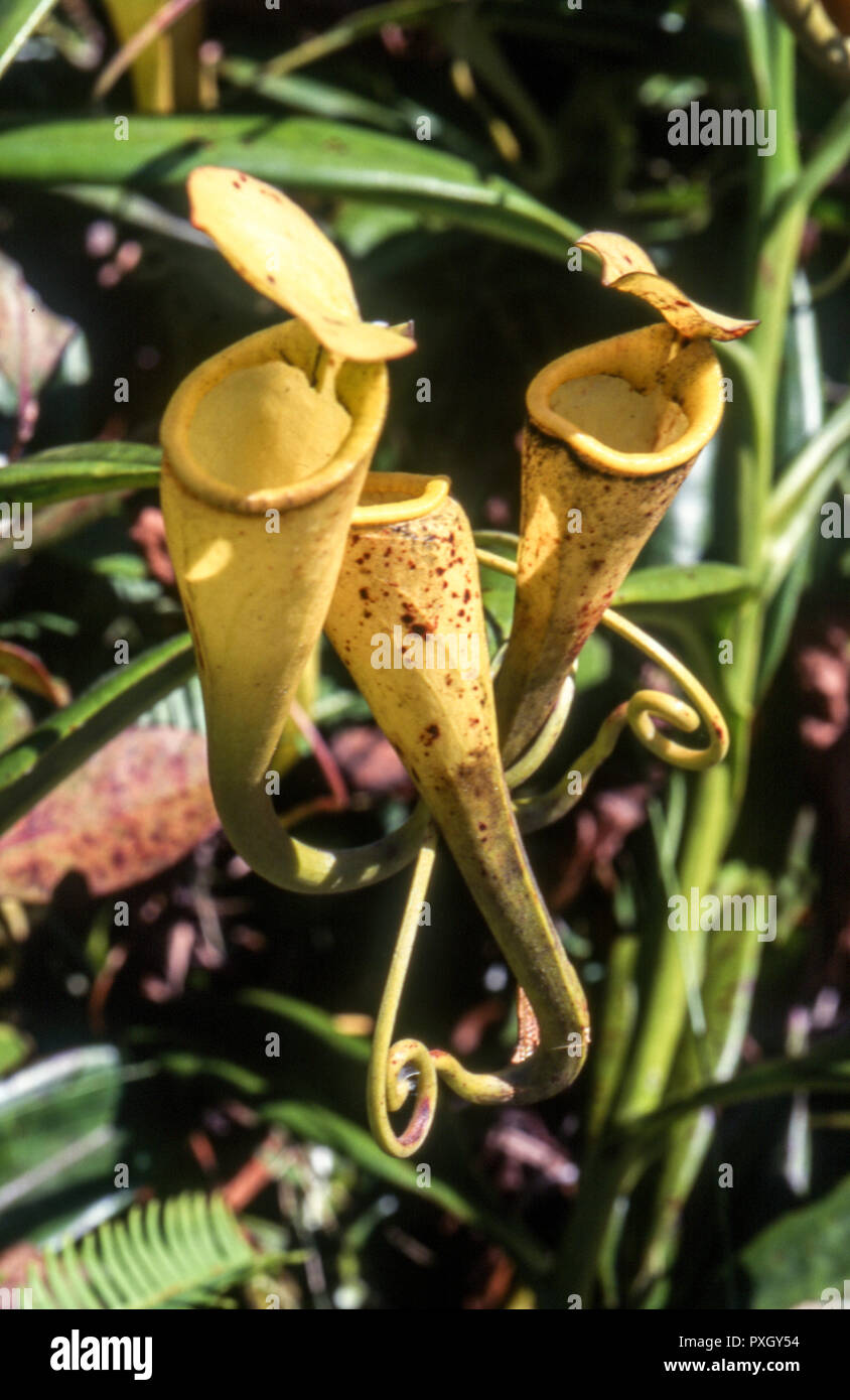 Madagascar pitcher plant (Nepenthes madagascariensis), Taolagnaro ...