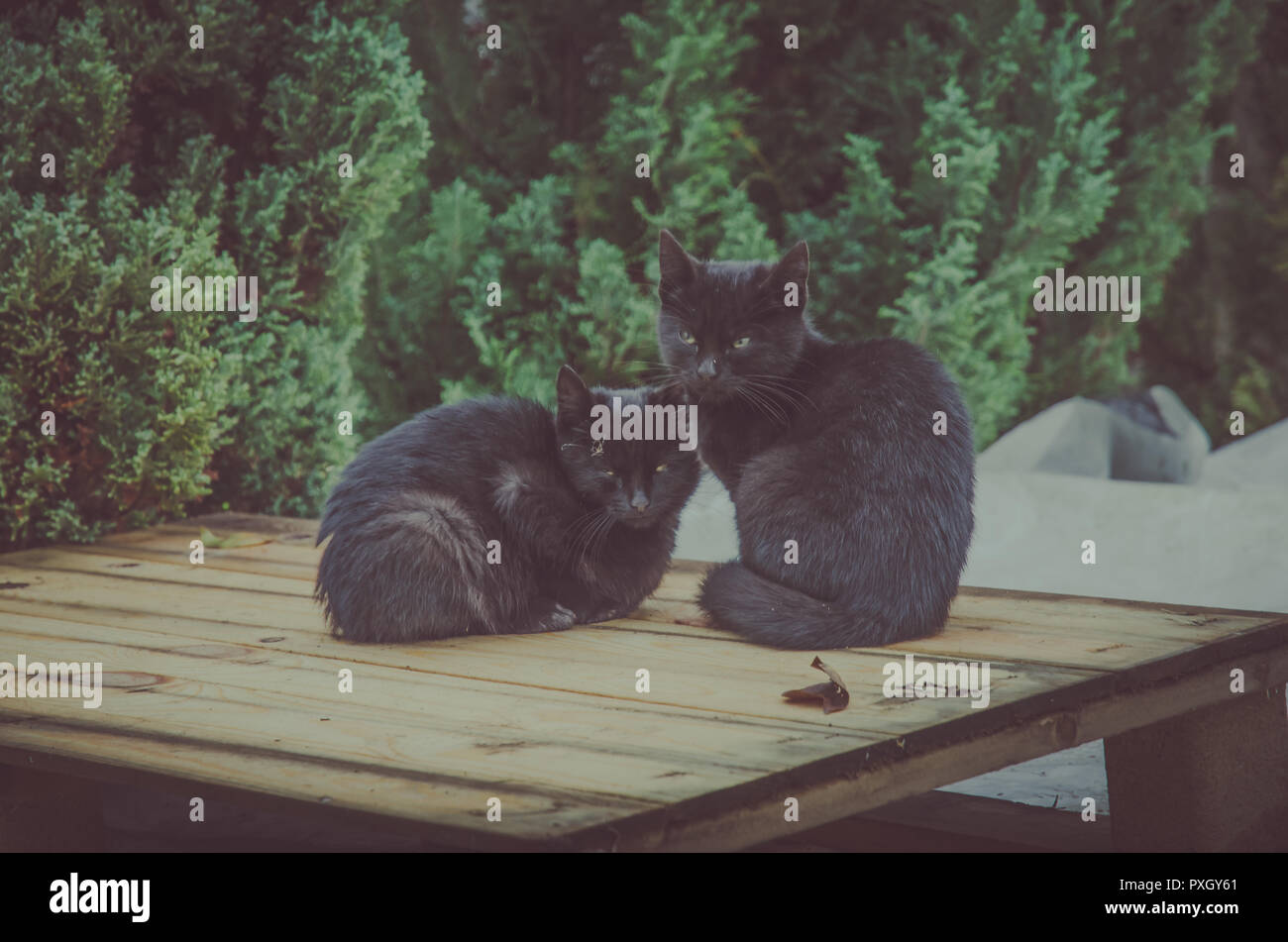 couple of black cats sitting together outdoors Stock Photo - Alamy