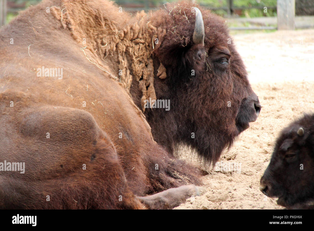 A bison in a zoo in Berlin (Germany Stock Photo - Alamy