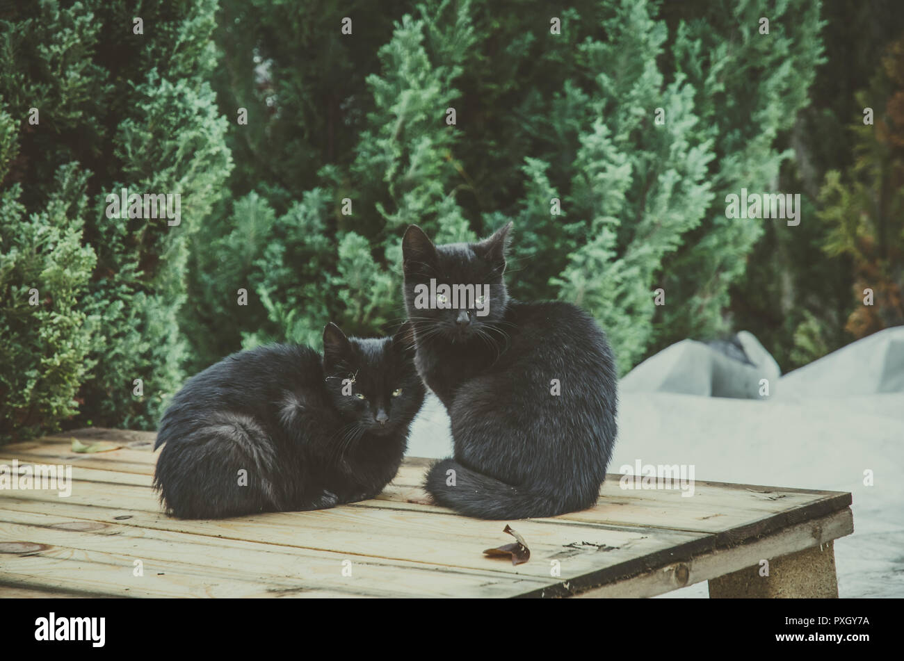 couple of black cats sitting together outdoors Stock Photo - Alamy