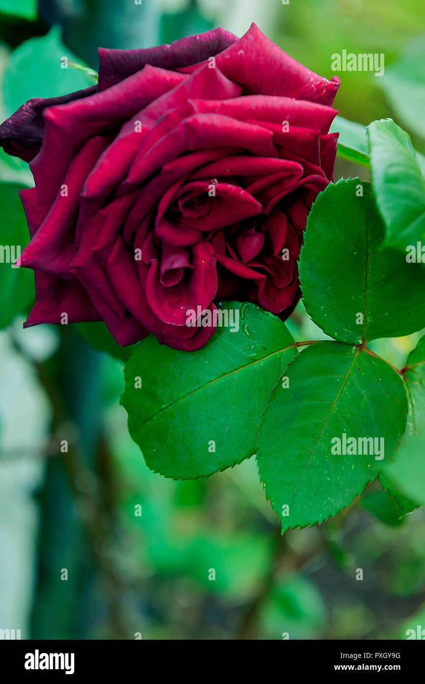 red rose - garden plant - blosssom Stock Photo - Alamy
