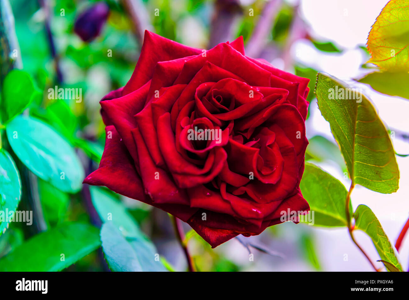 red rose - garden plant - blosssom Stock Photo - Alamy