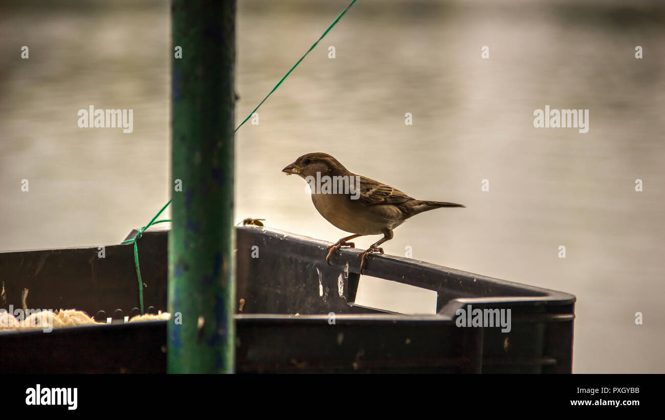 A Sparrow feeding at the river bank Stock Photo - Alamy
