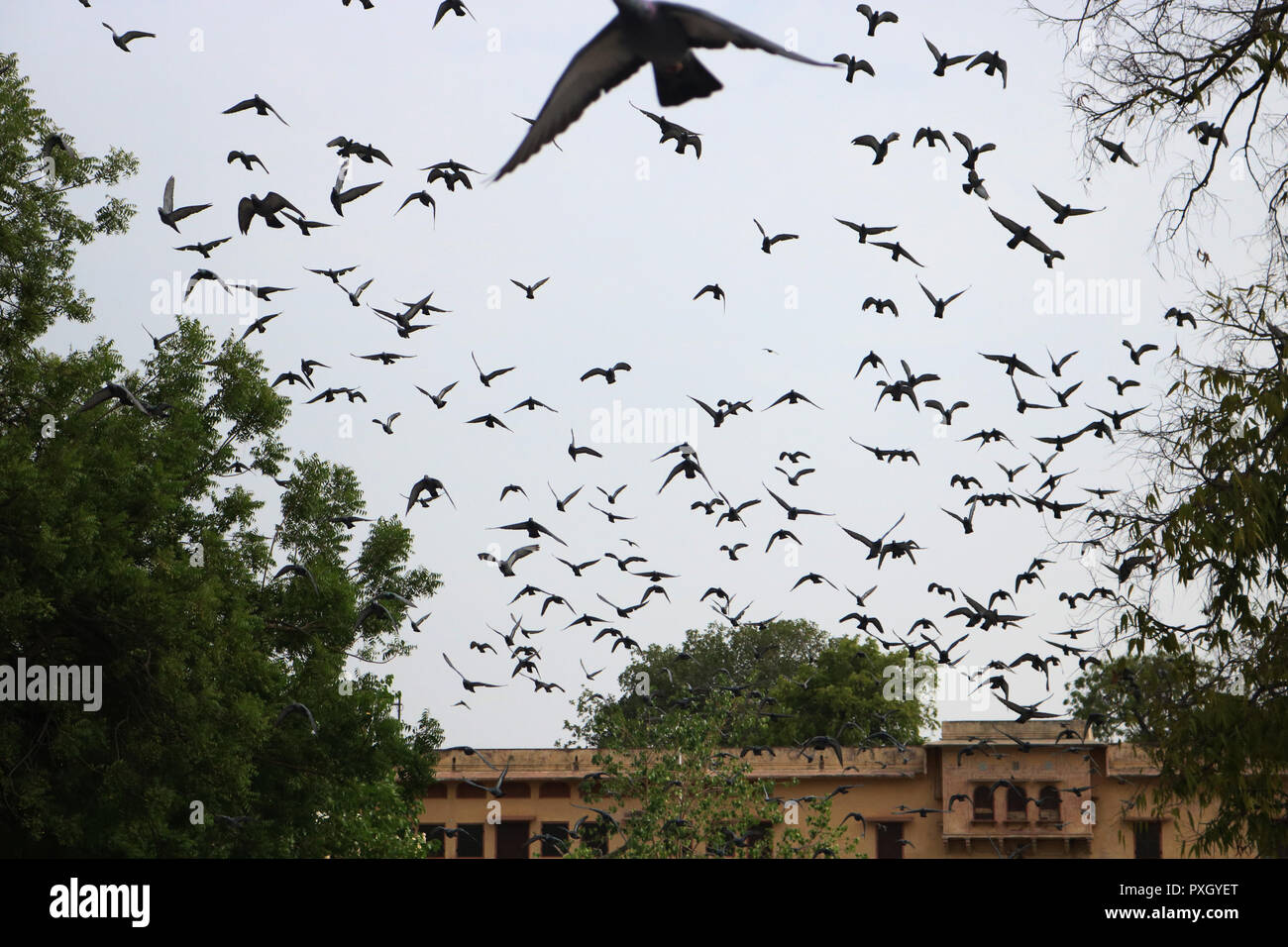 Jaipur Bird Flying hugh in blue sky Stock Photo - Alamy