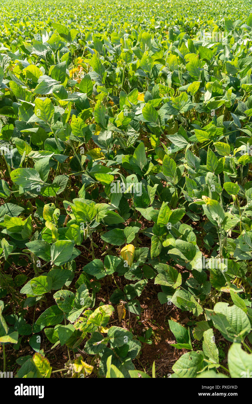 Soil soy bean farming hi-res stock photography and images - Alamy