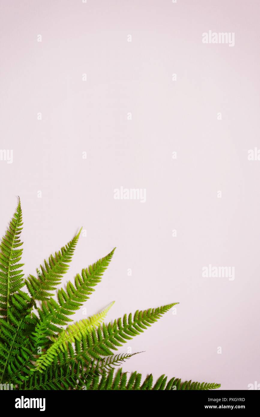 Fern leaves on a colored background, blank space for a text, flat lay ...