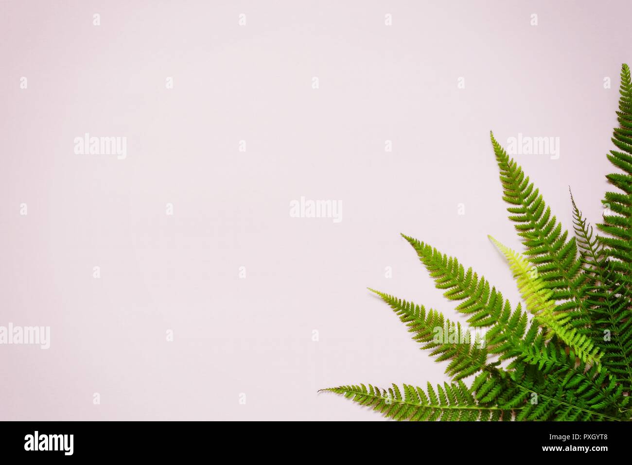 Fern leaves on a colored background, blank space for a text, flat lay ...