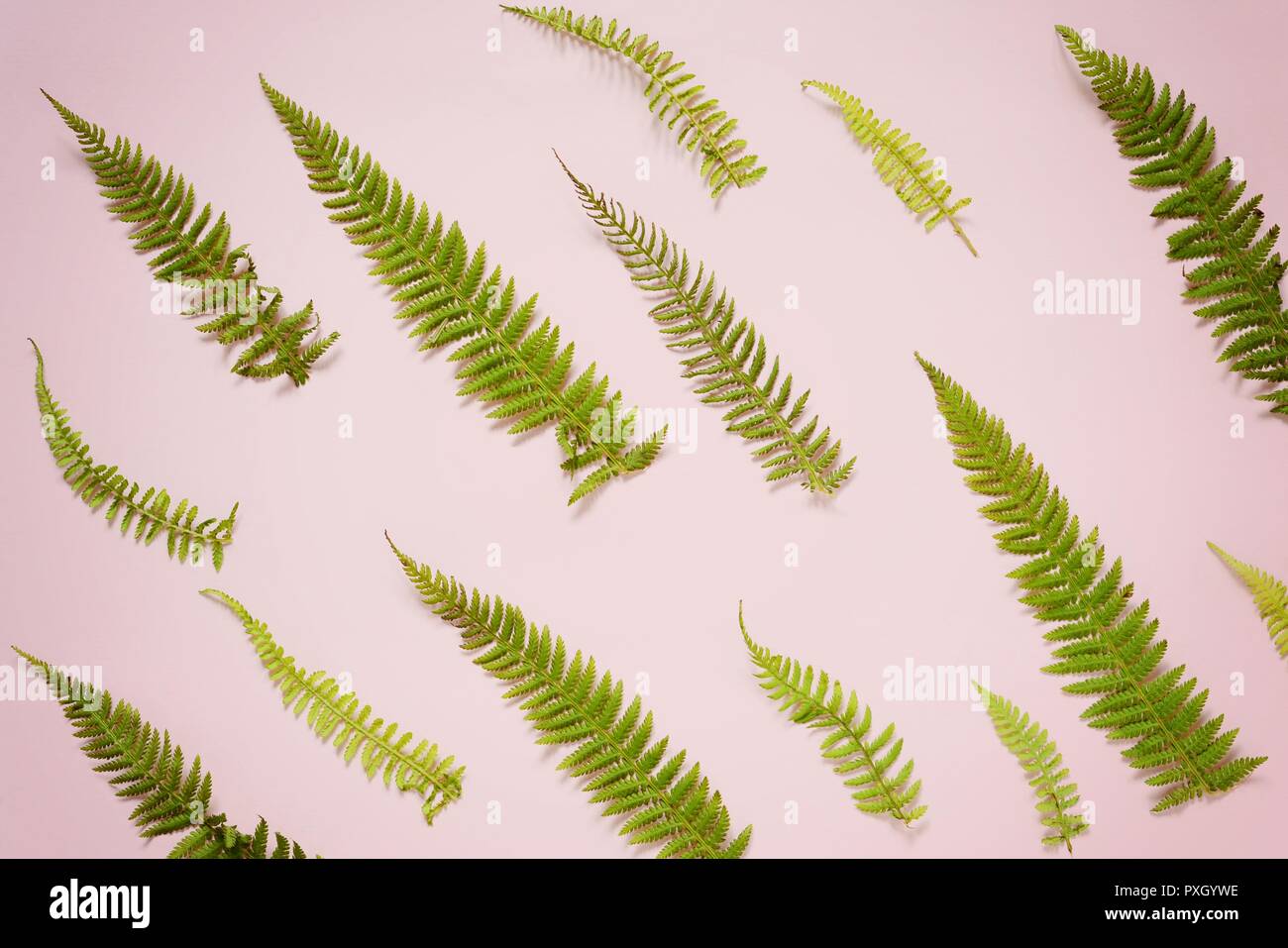 Fern leaves on a colored background, blank space for a text, flat lay ...