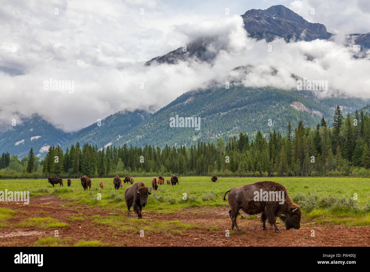 American bison herd summer hi-res stock photography and images - Alamy