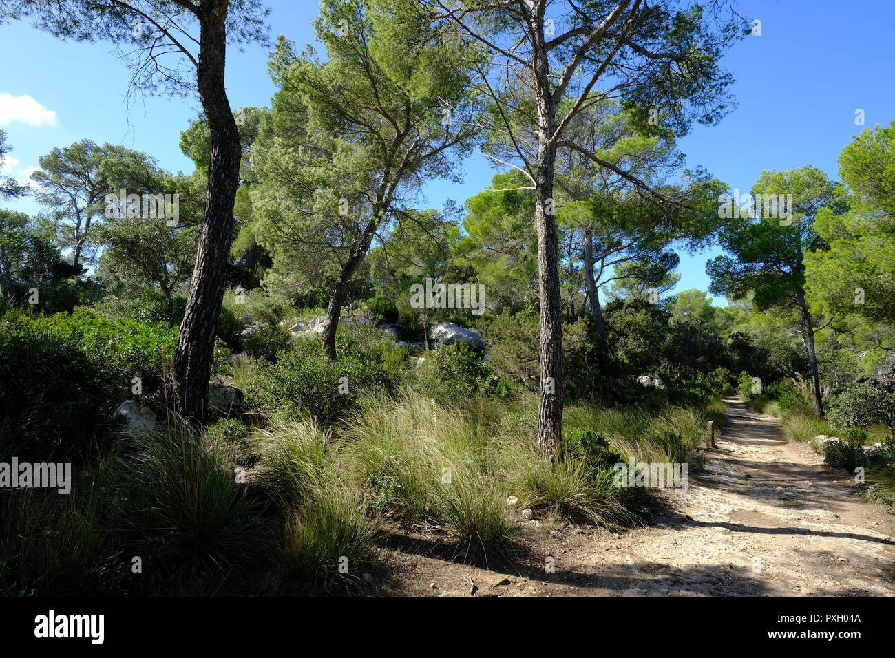 Woodland walk Cala Galdana Menorca Spain Stock Photo - Alamy