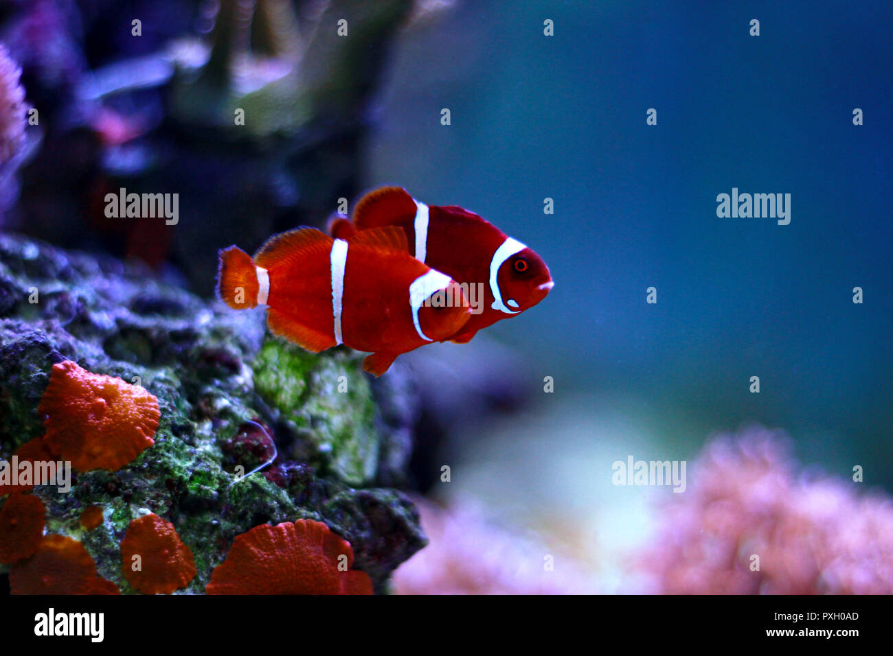 Red Maroon clownfish in isolated scene moment in saltwater reef ...
