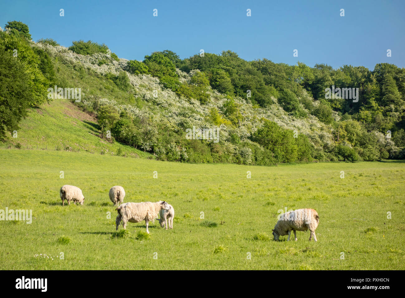 Sheep grazing on grassland field near chalk hill at Iron Age Sharpenhoe ...