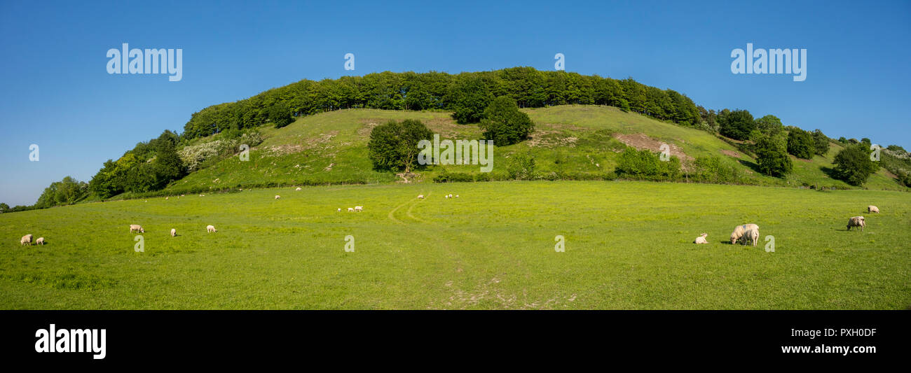 Sheep grazing on grassland field near chalk hill at Iron Age Sharpenhoe ...