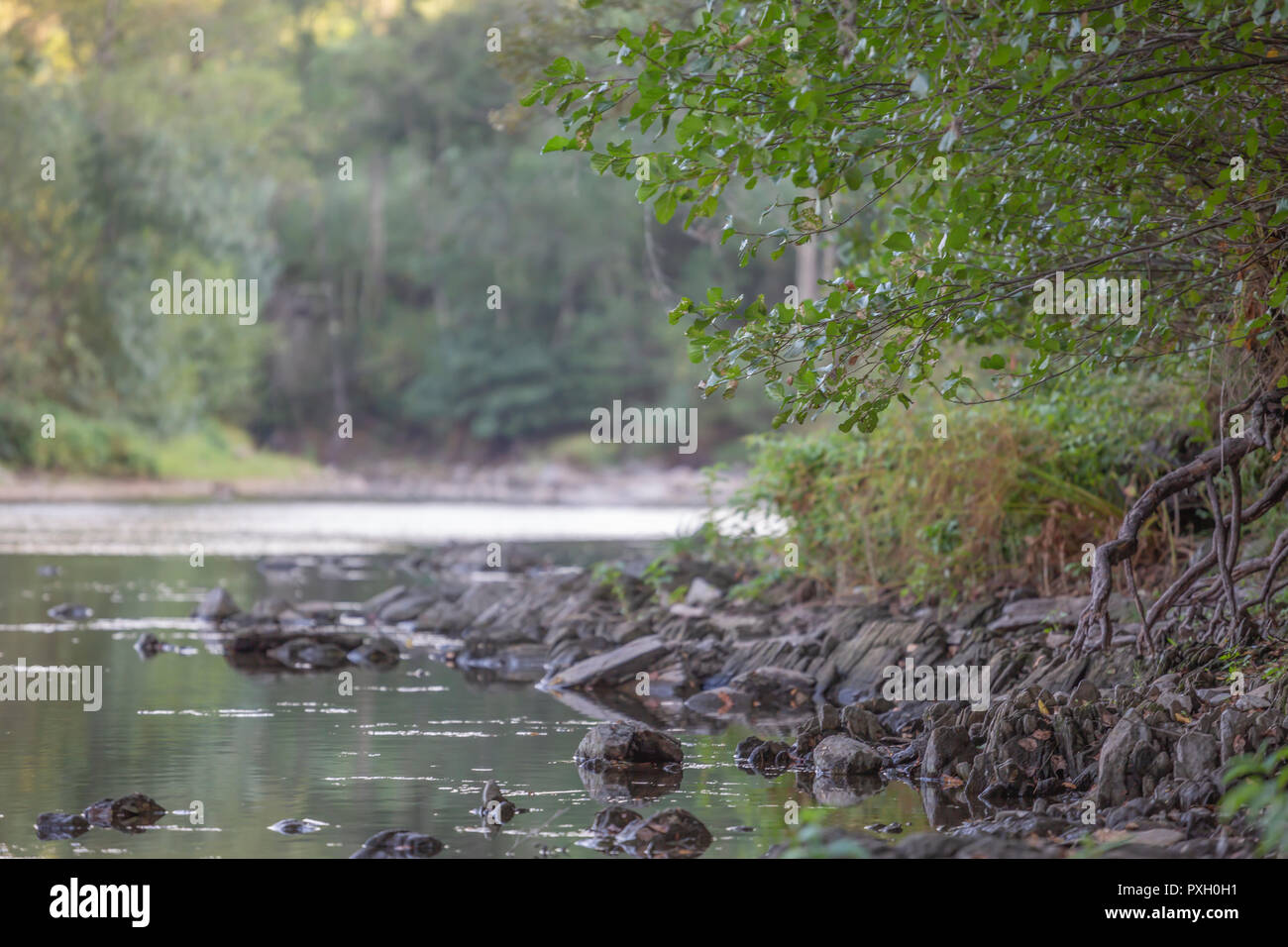 Theme river, river in mountain, margins with rocks, trees and ...