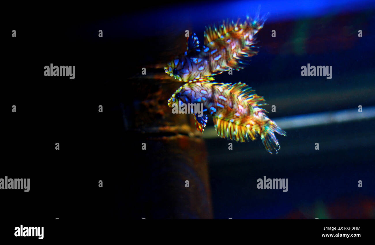 Reindeer wrasse novaculichthys taeniourus hi-res stock photography and ...